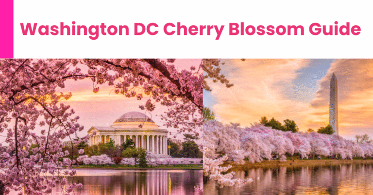 Washington DC Cherry Blossom Watch | 2025 Events & Tips Guide